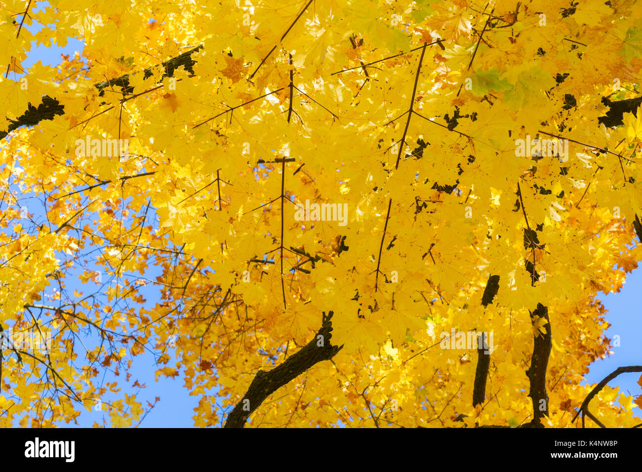 Vibrant fall foliage Stock Photo - Alamy