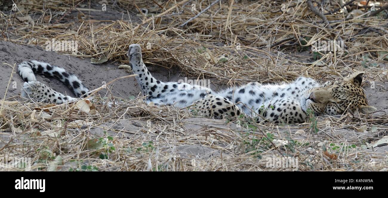 Adult leopard sleeping Stock Photo - Alamy