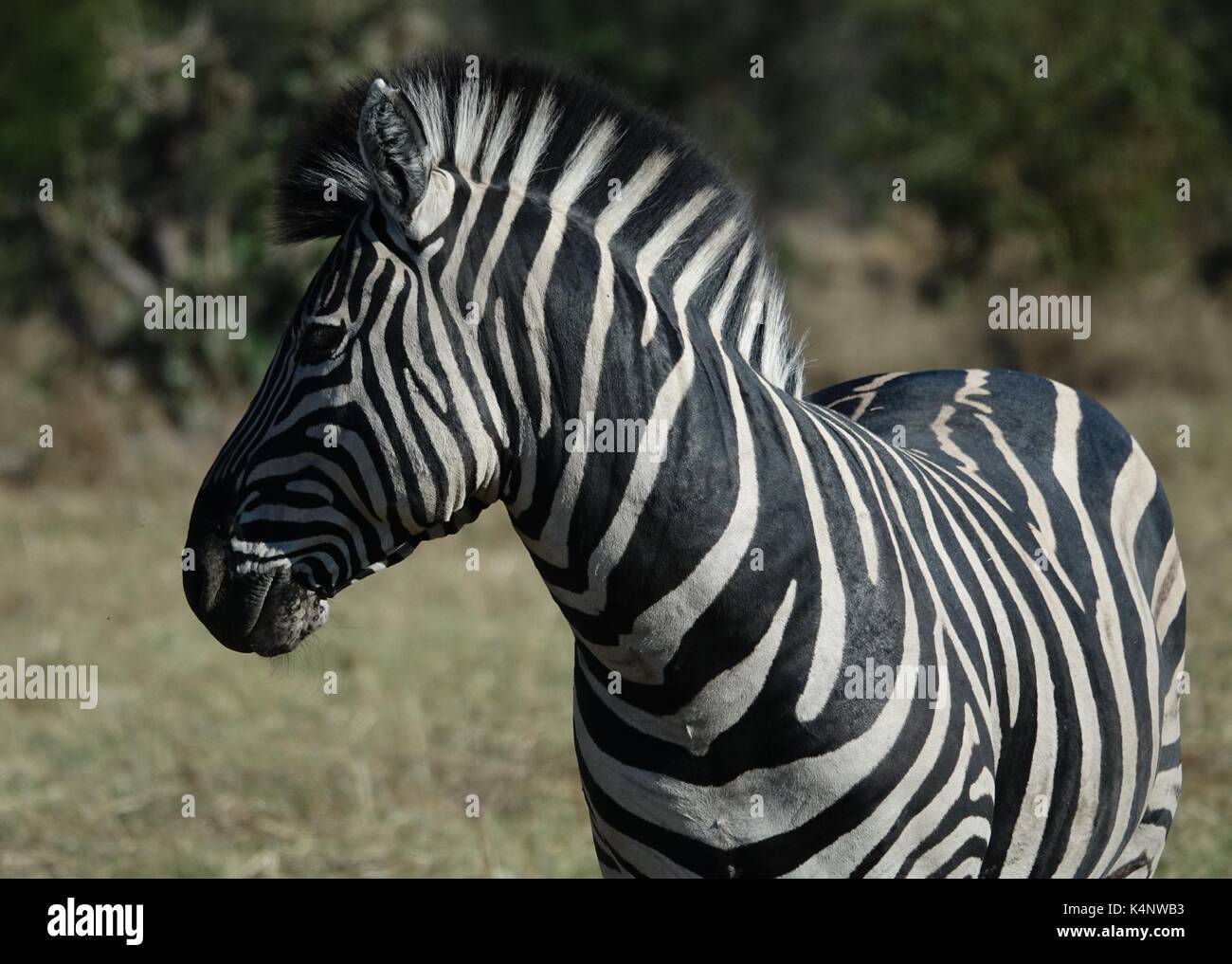 Single Zebra head Stock Photo - Alamy
