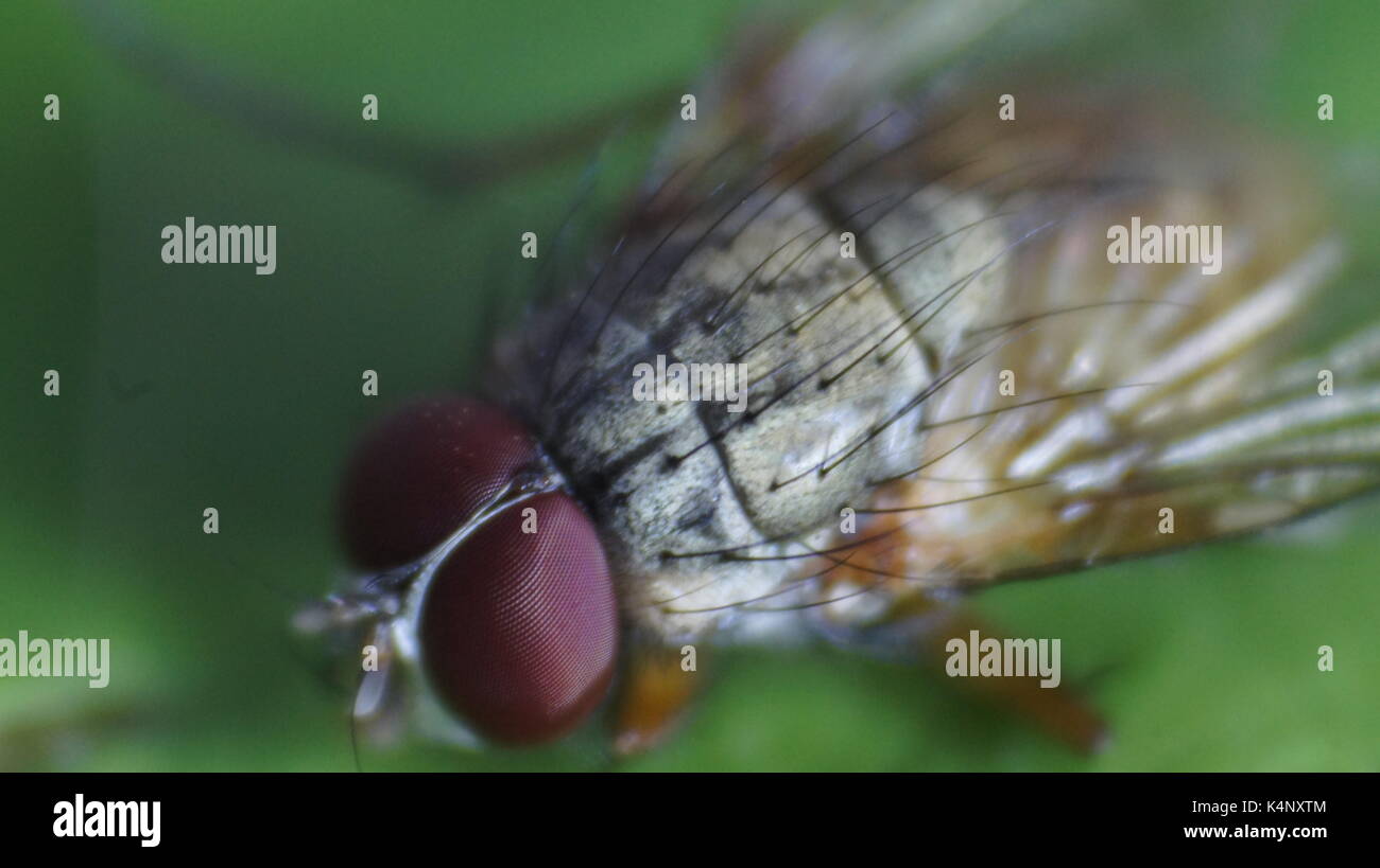 A fly on green background Stock Photo - Alamy