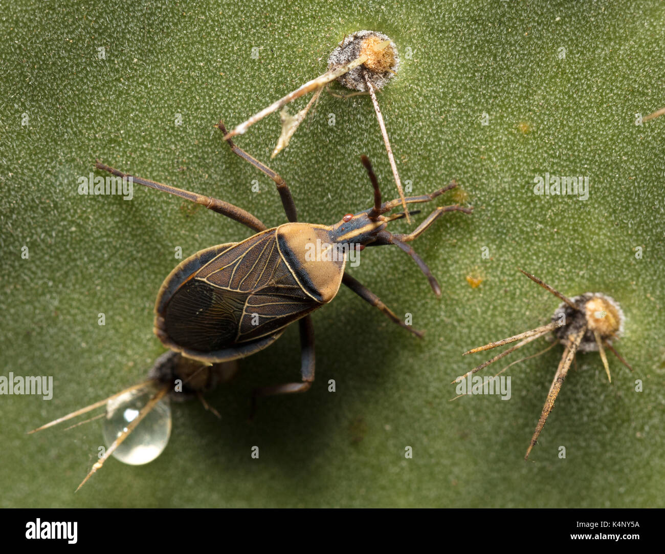 Aphid eat leaf hi-res stock photography and images - Alamy