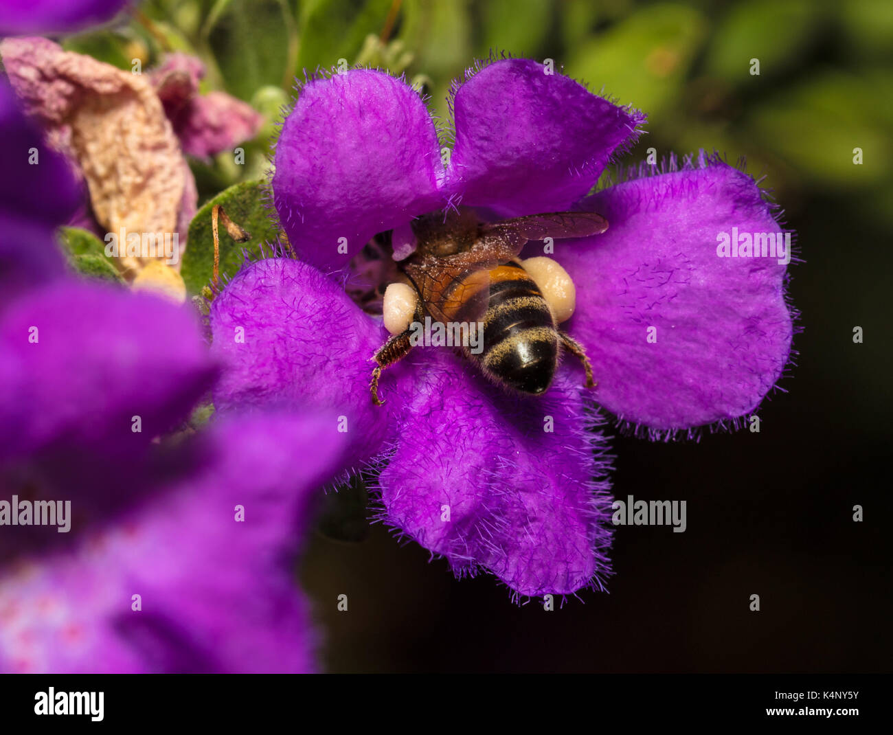 Cross pollination hi-res stock photography and images - Alamy