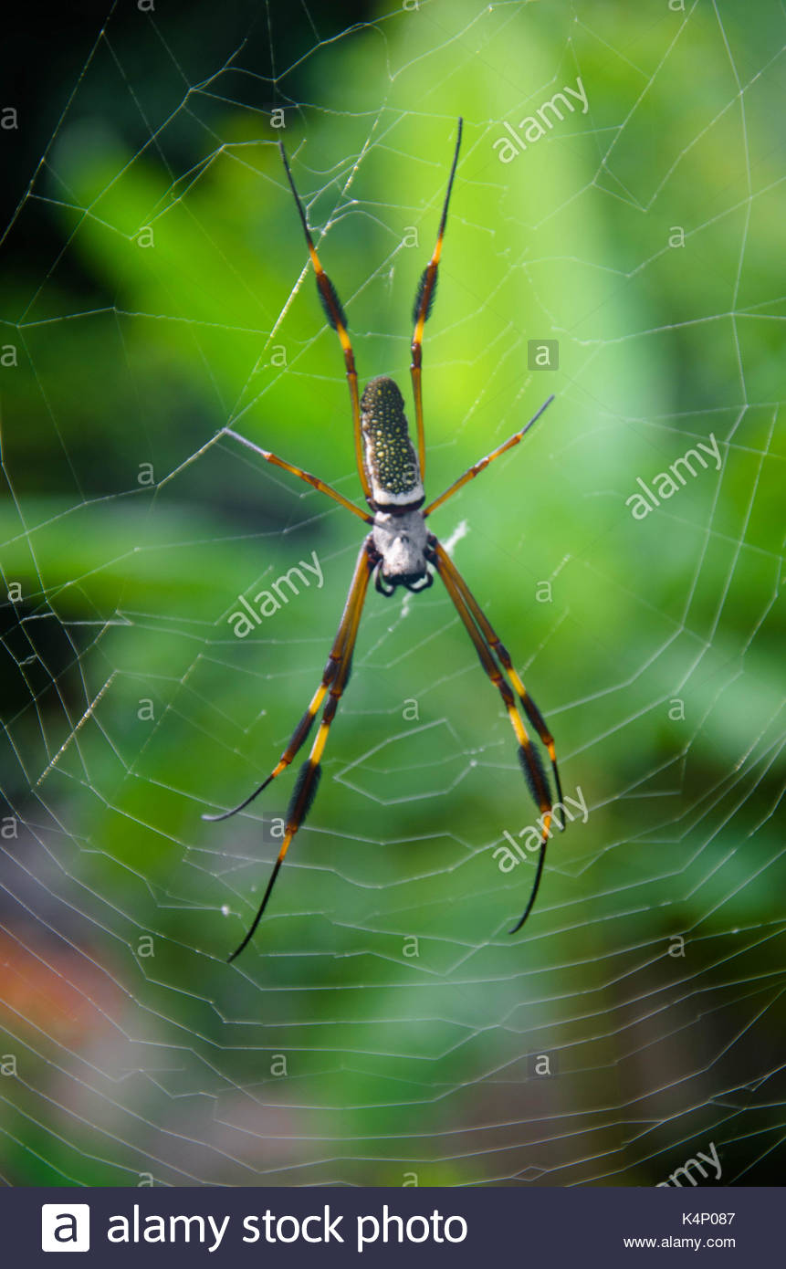 Golden Silk Orb Weaver Banana Spider Stock Photos & Golden Silk Orb ...