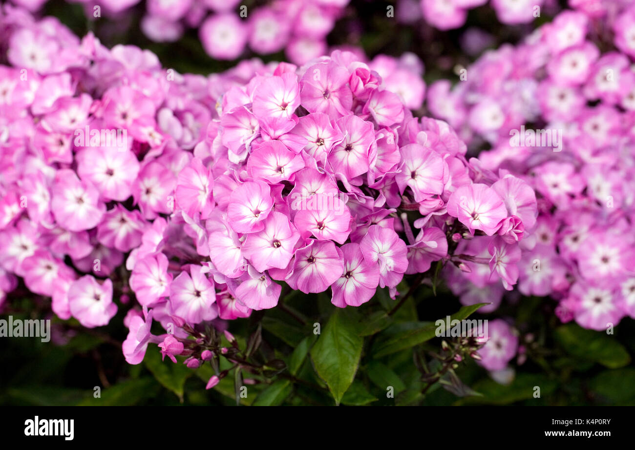 Pink phlox hi-res stock photography and images - Alamy