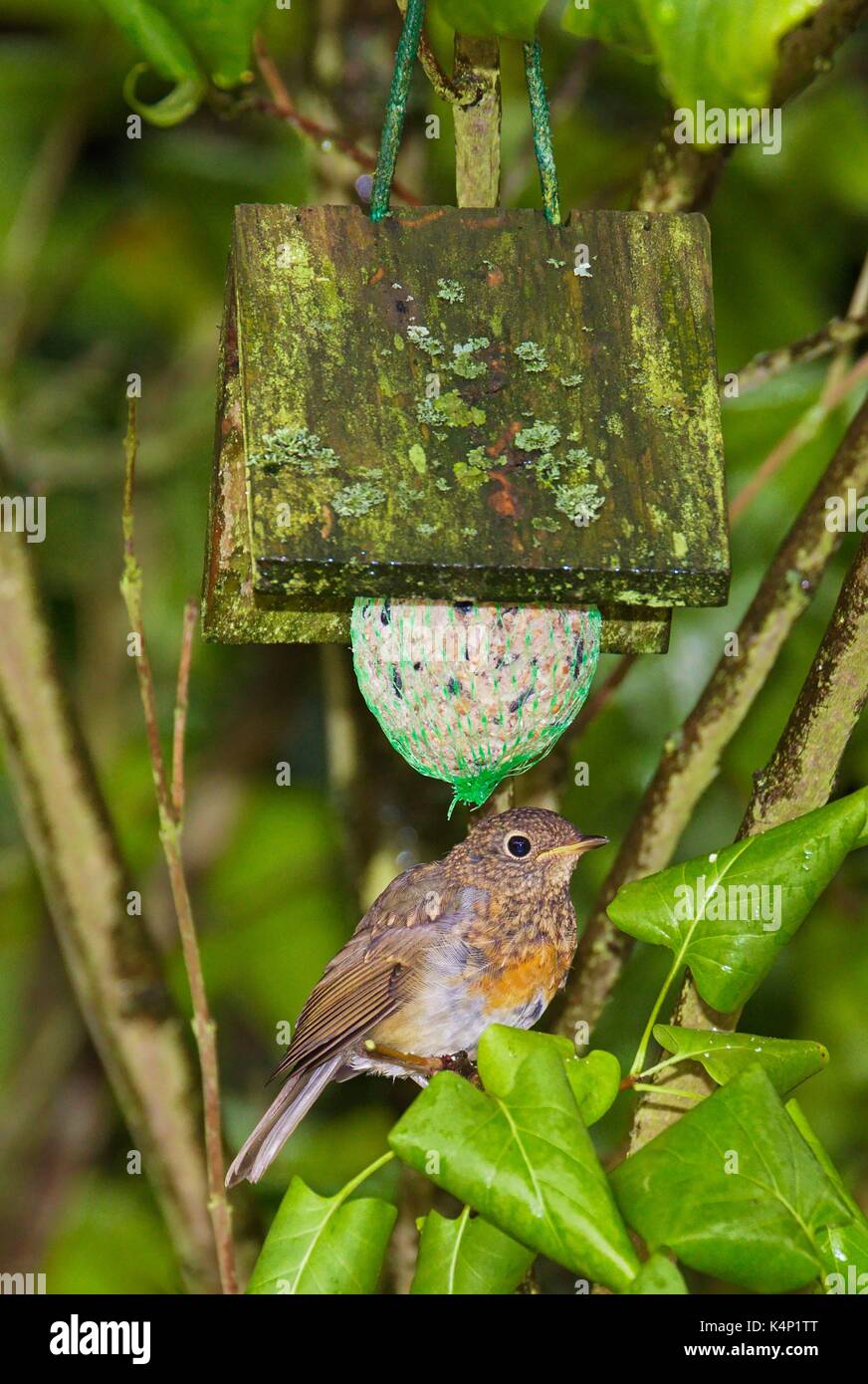 Fat robin hi-res stock photography and images - Alamy
