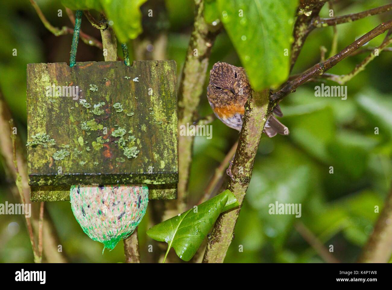 Beautiful fat robin hi-res stock photography and images - Alamy