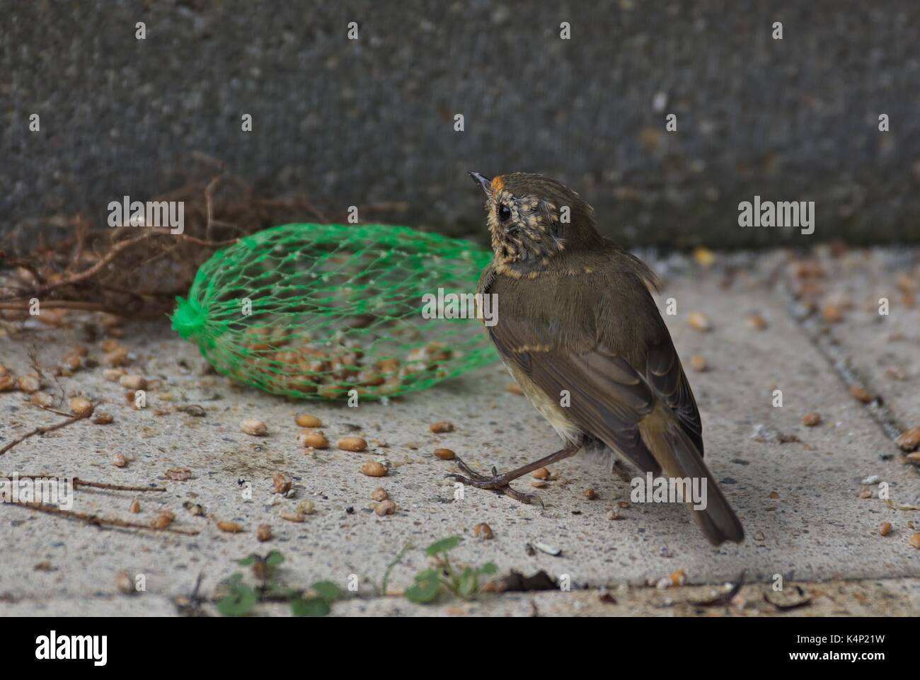 Fat robin hi-res stock photography and images - Alamy