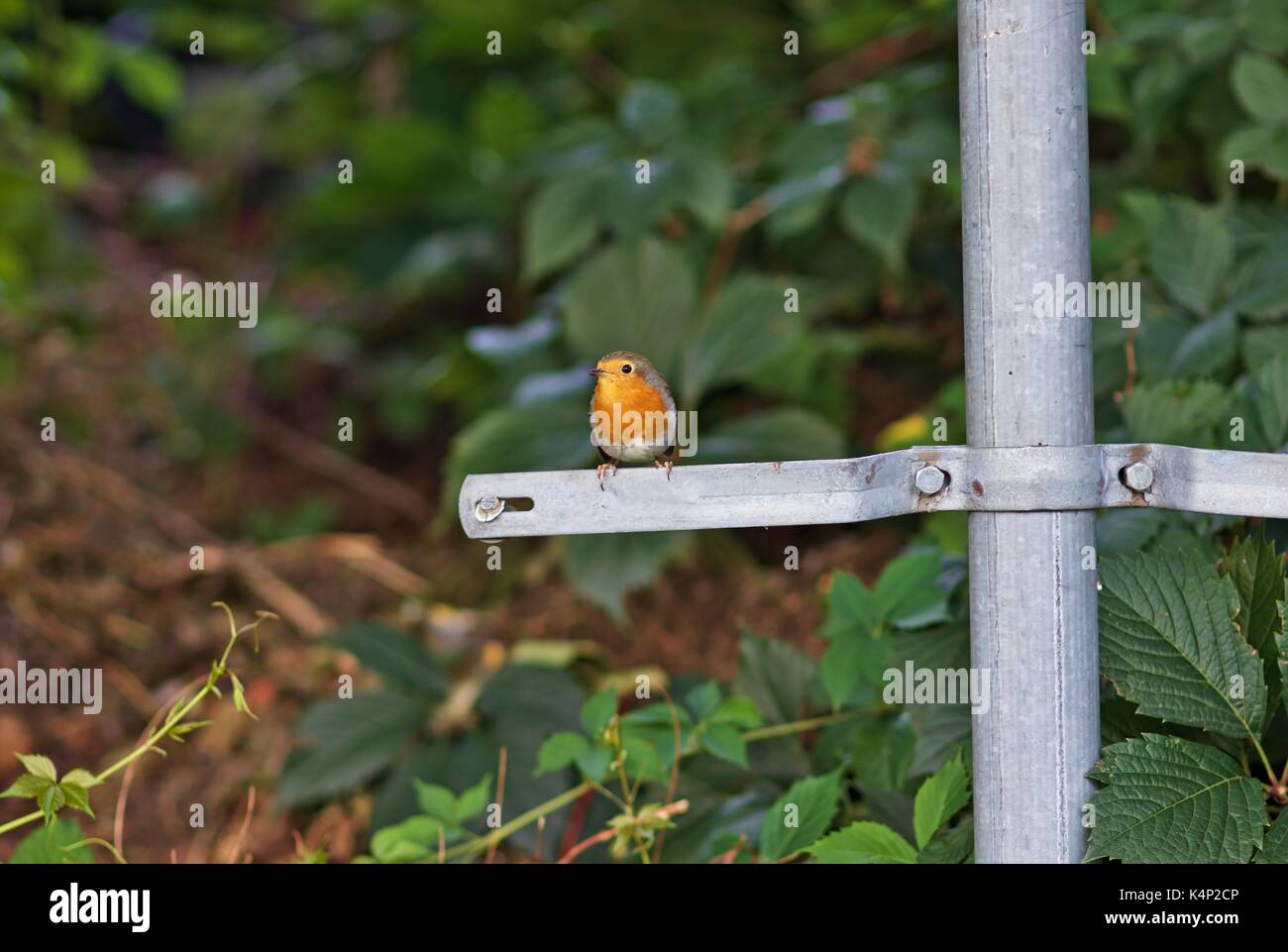 Robin sitting on sign hi-res stock photography and images - Alamy