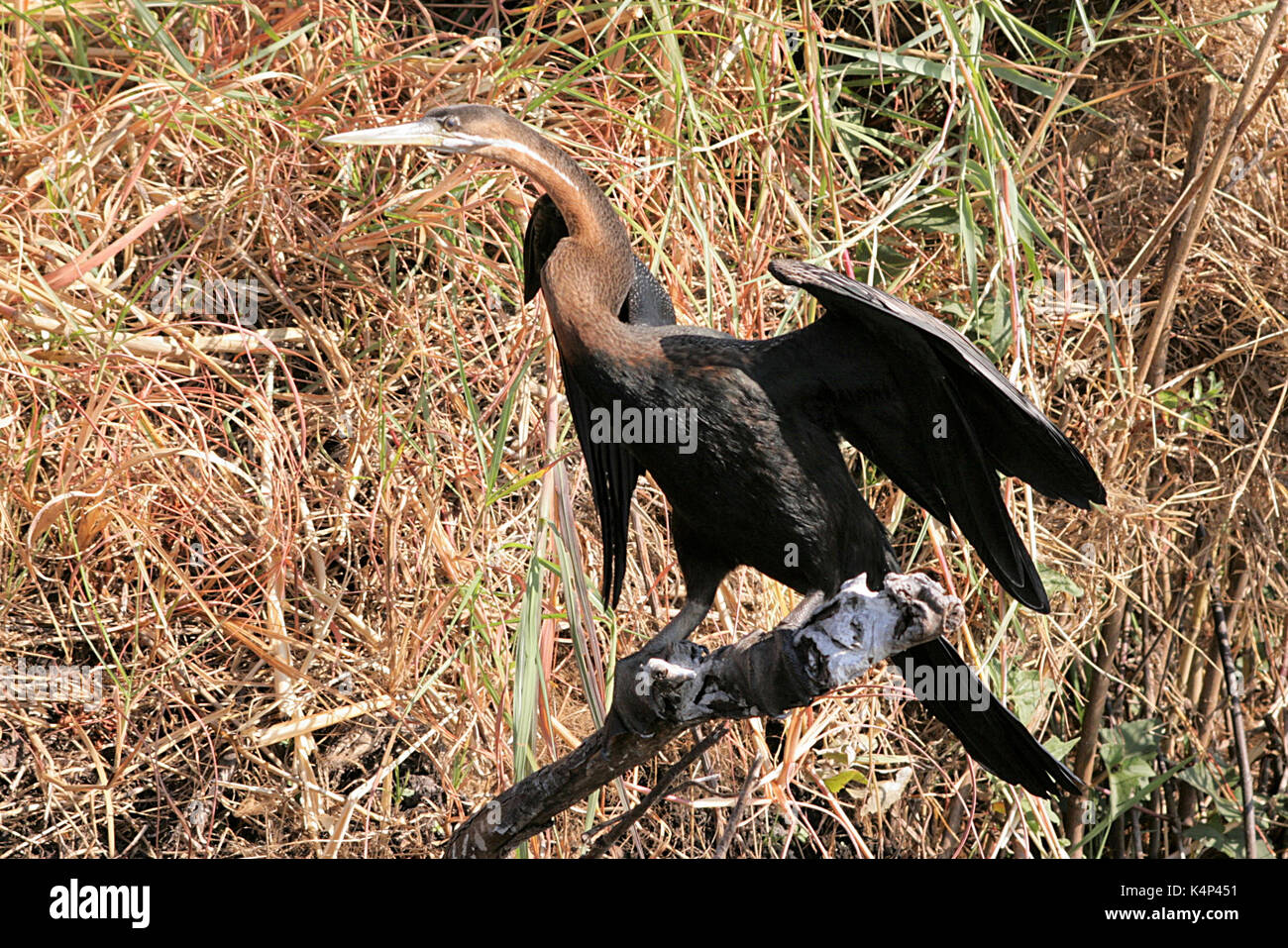 African darter bird hi-res stock photography and images - Alamy
