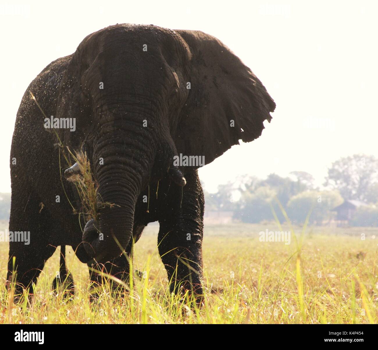 Pulling herd hi-res stock photography and images - Alamy