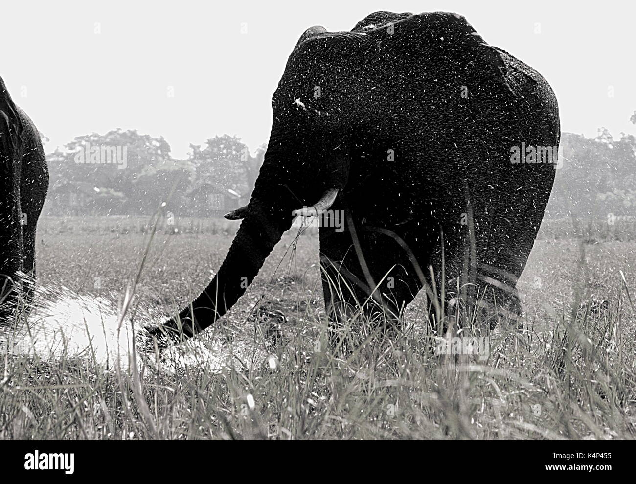 Elephant spraying water hi-res stock photography and images - Alamy