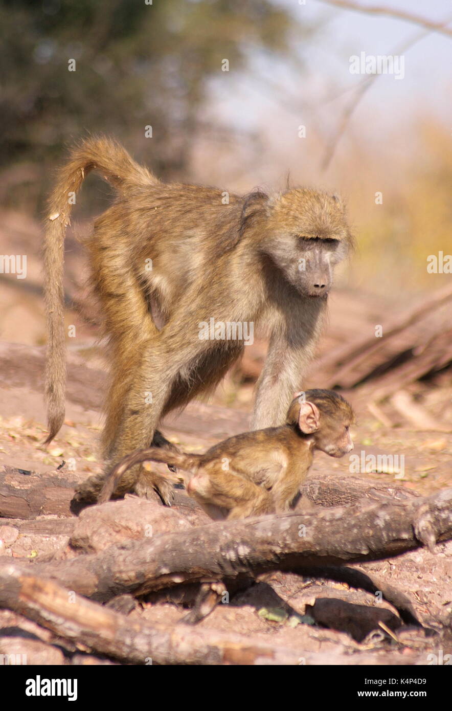 Monkey teaching young hi-res stock photography and images - Alamy