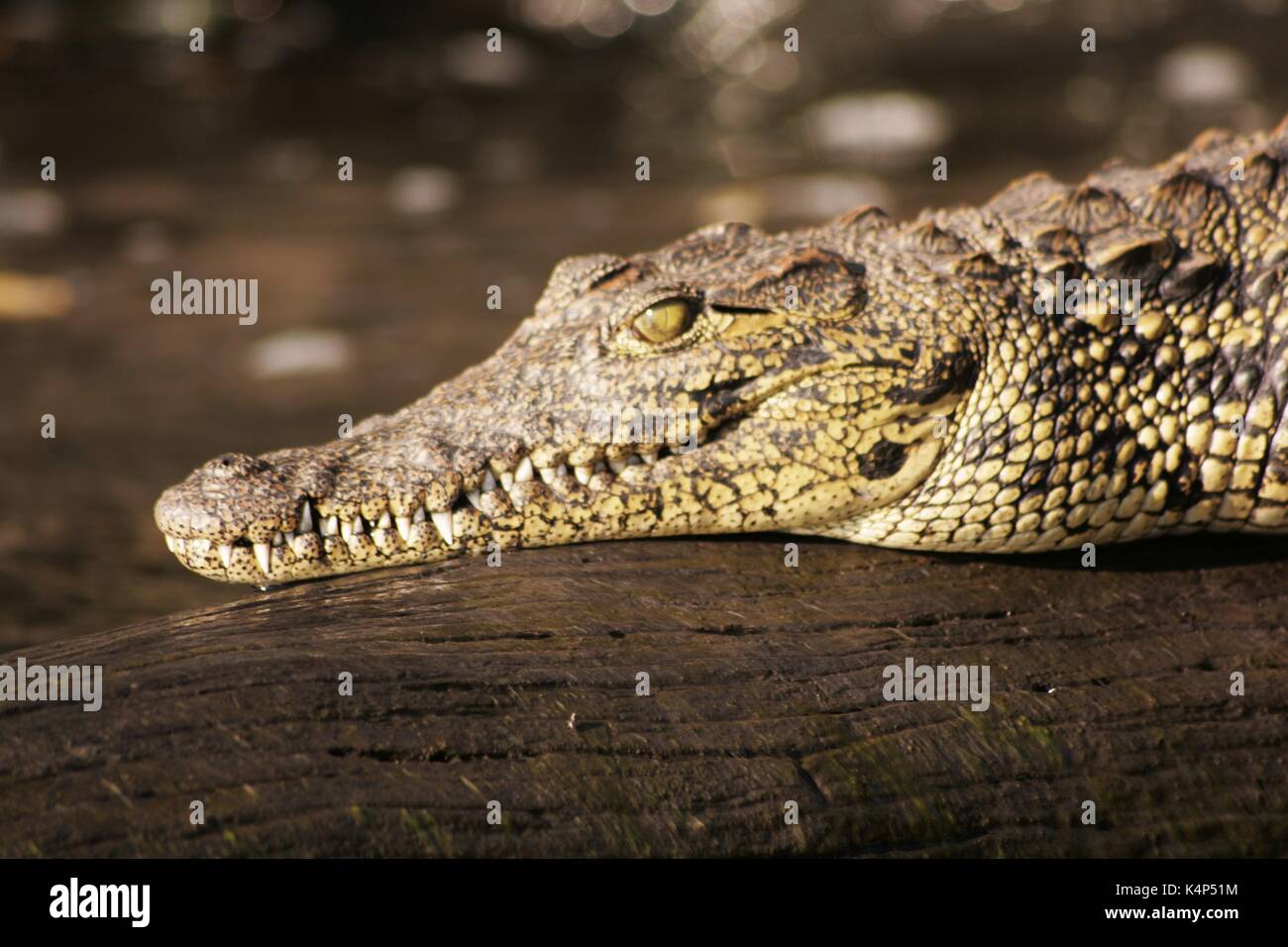Young nile crocodile crocodylus niloticus hi-res stock photography and ...