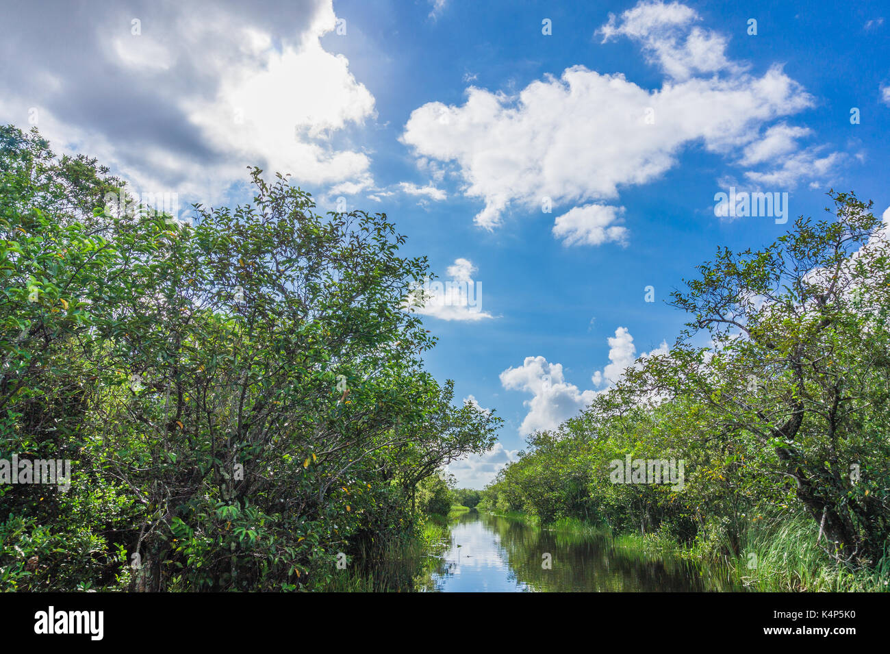 Everglades in Miami Stock Photo - Alamy