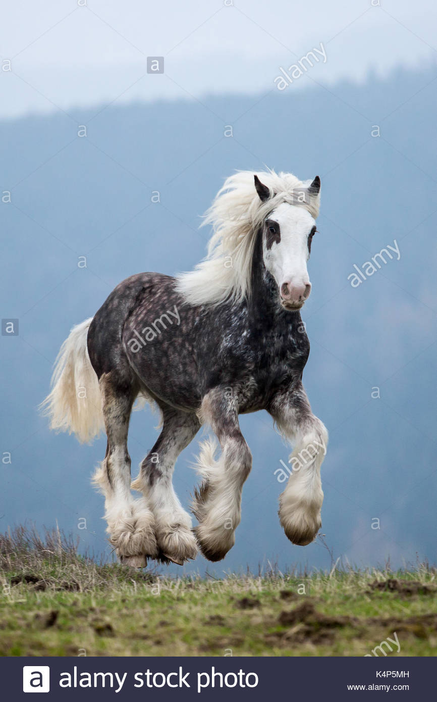 Silver Dapple Stock Photos & Silver Dapple Stock Images - Alamy