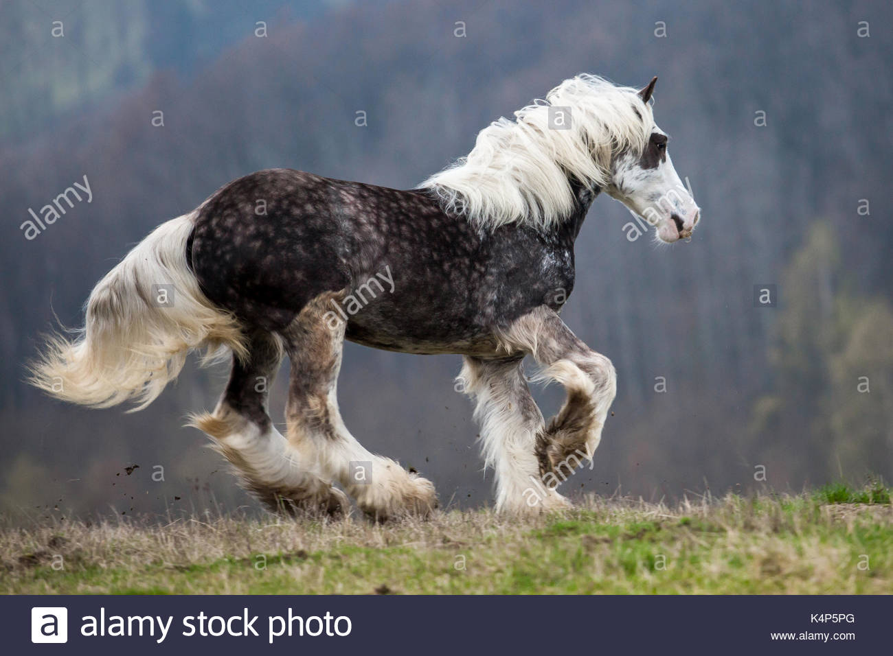 Silver Dapple Stock Photos & Silver Dapple Stock Images - Alamy
