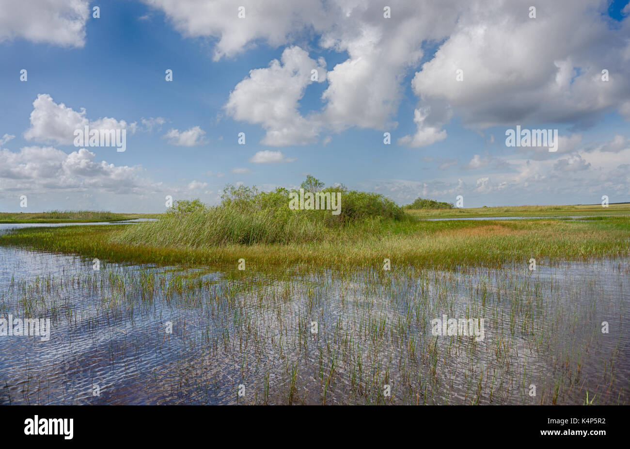 Usa florida everglades flowers plants hi-res stock photography and ...
