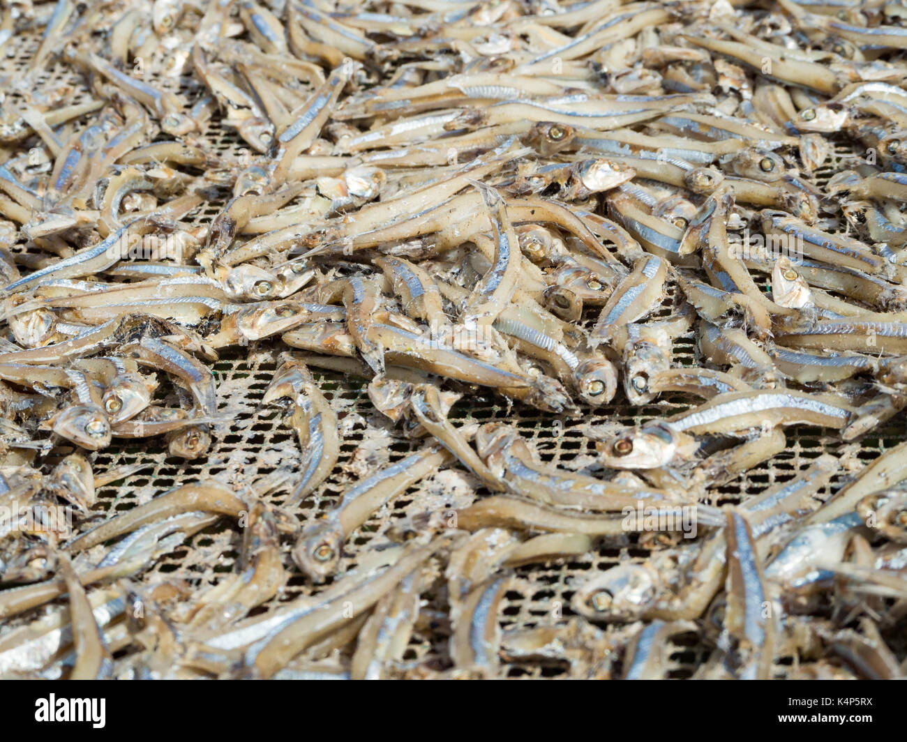 Women drying fish, traditional vietnamese food ingredient, Phu Quoc ...