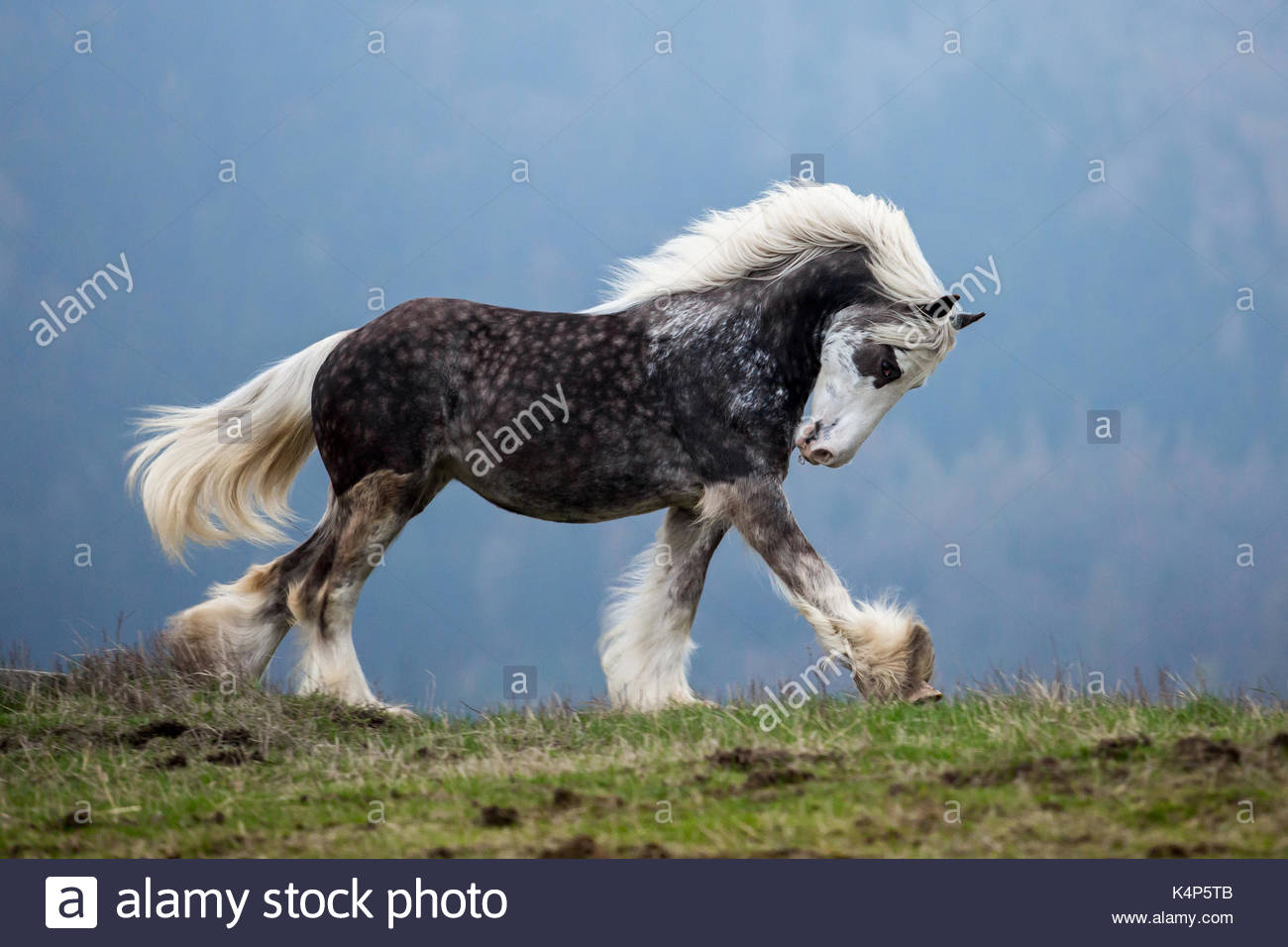 Silver Dapple Stock Photos & Silver Dapple Stock Images - Alamy
