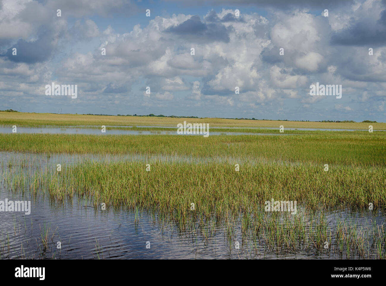 Usa florida everglades flowers plants hi-res stock photography and ...