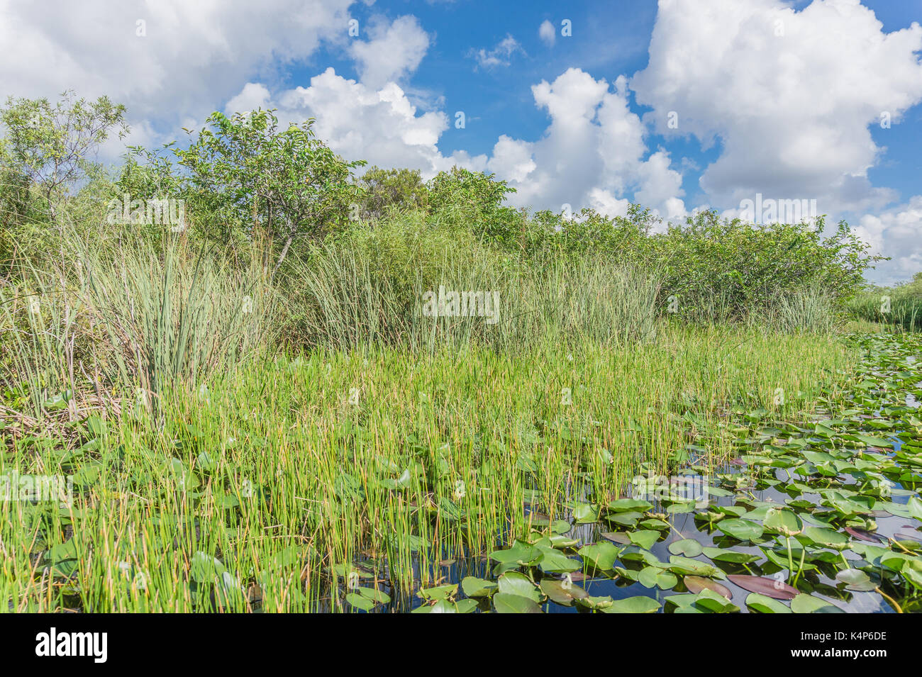 Usa florida everglades flowers plants hi-res stock photography and ...
