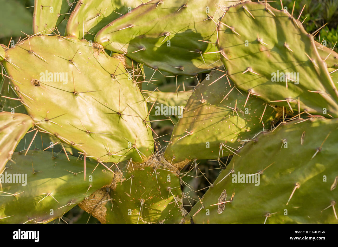Beautiful cactus in nature, for backgrounds Stock Photo - Alamy