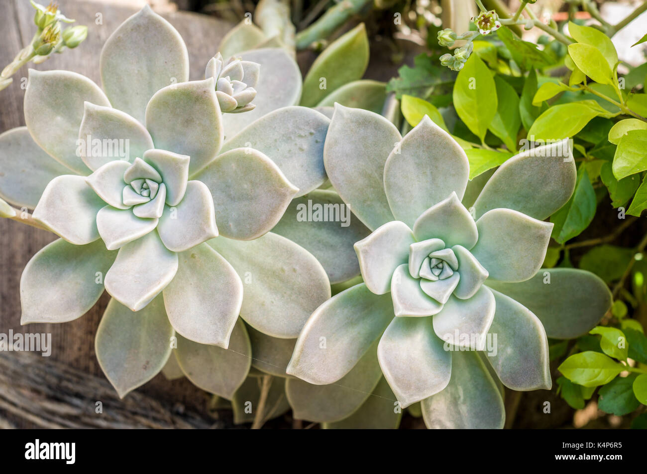 Succulent plant for backgrounds Stock Photo - Alamy