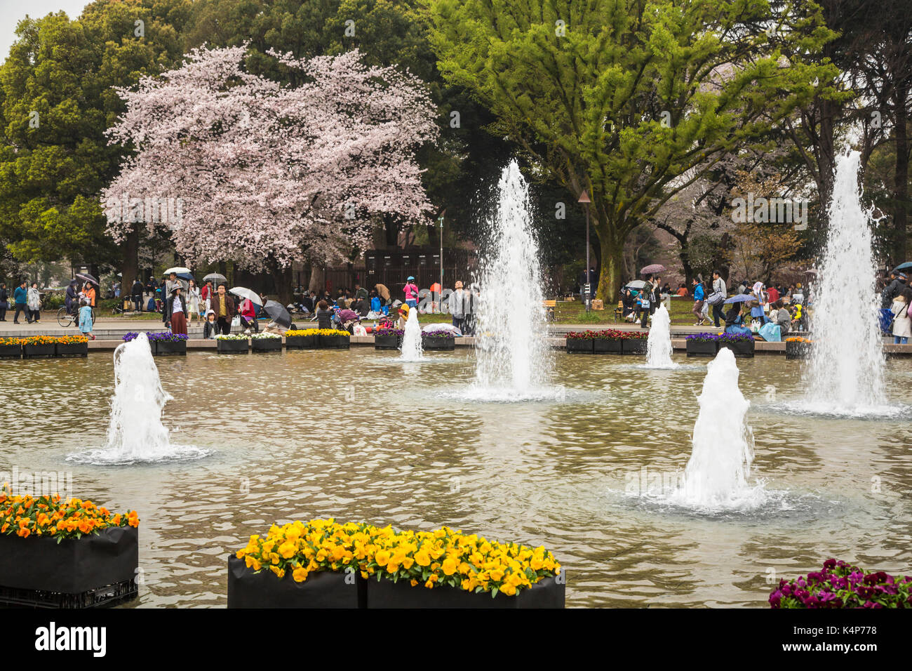 Cherry blossom trees and decorative water fountains in Ueno Onshi Park ...