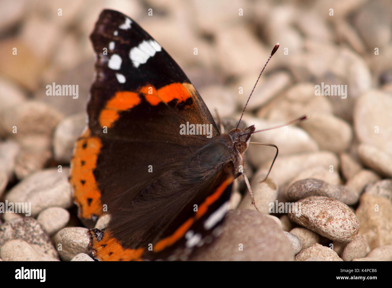 Red admiral butterfly caterpillar uk hi-res stock photography and ...