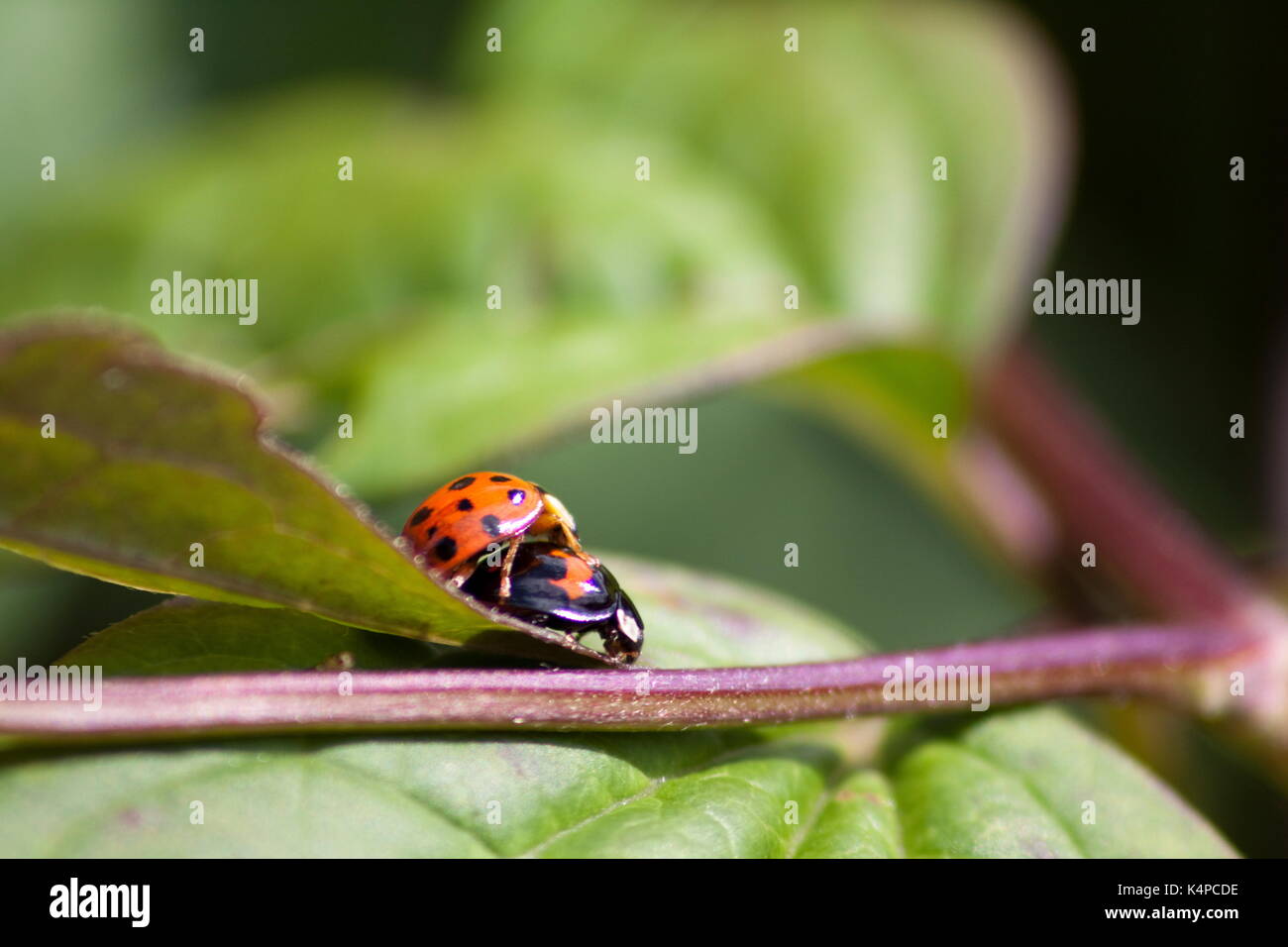 Lady bugs mating hi-res stock photography and images - Alamy