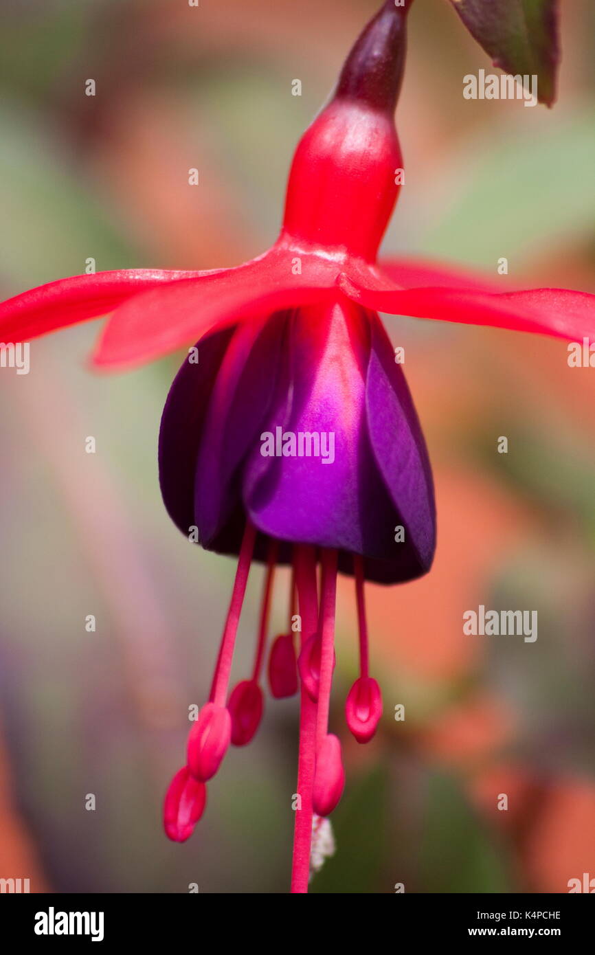 Flower Head in Close up Stock Photo - Alamy