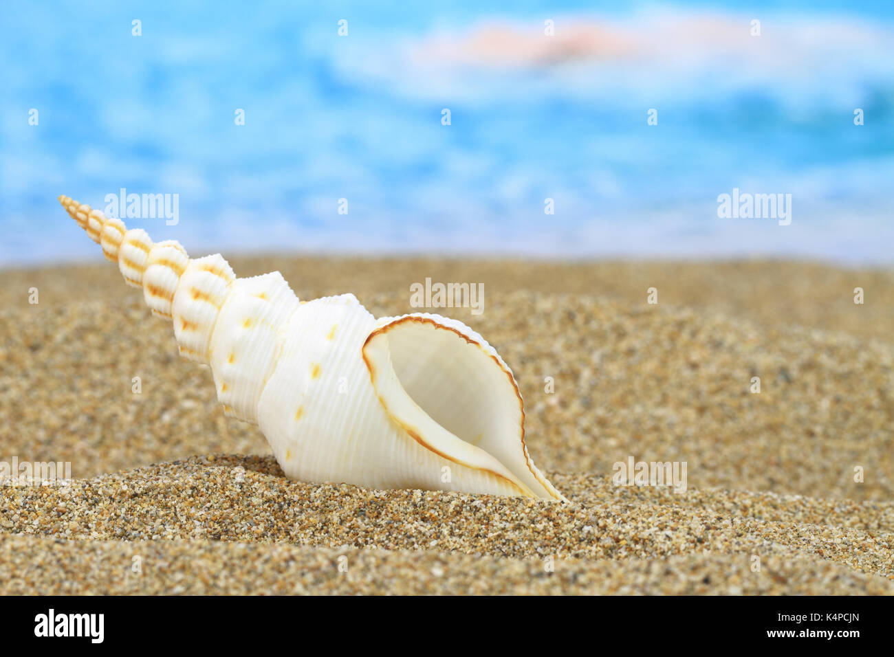 Conch shell on the beach Stock Photo - Alamy