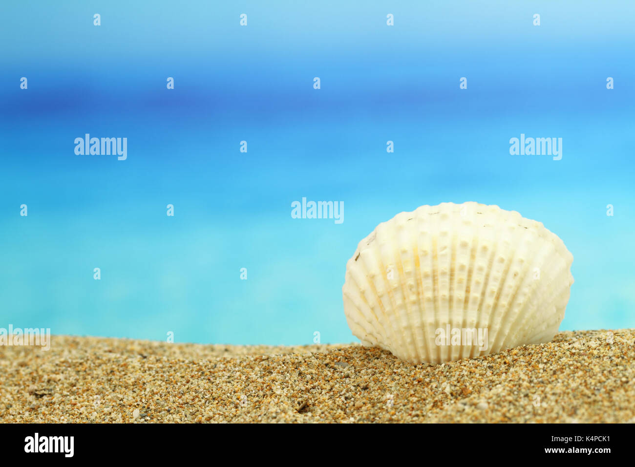 Sea shell on the beach Stock Photo - Alamy