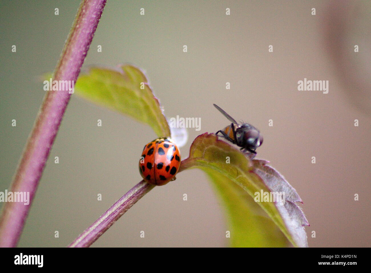 Lady bugs mating hi-res stock photography and images - Alamy