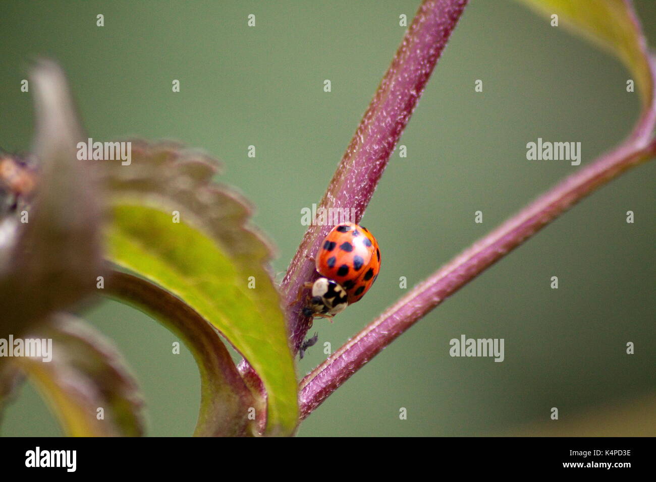 Ladybird eating aphid Stock Photo - Alamy