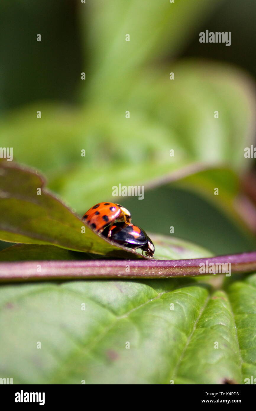 Lady bugs mating hi-res stock photography and images - Alamy