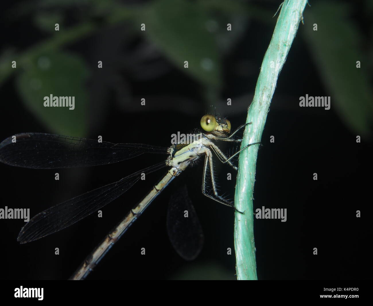 Dragonfly sitting on a rope. Flying predatory insect. Macro Stock Photo ...