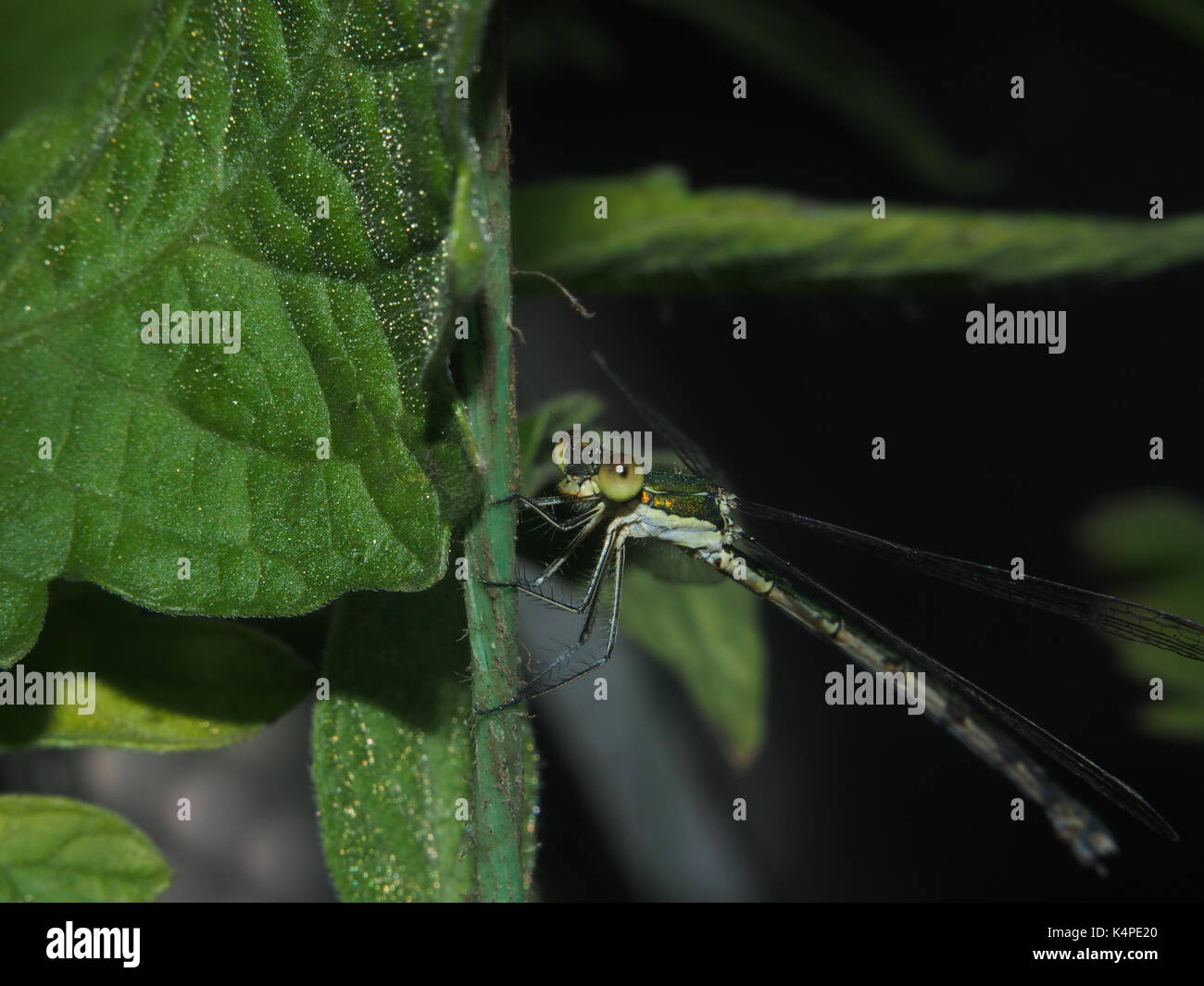 Dragonfly sitting on a rope. Flying predatory insect. Macro Stock Photo ...