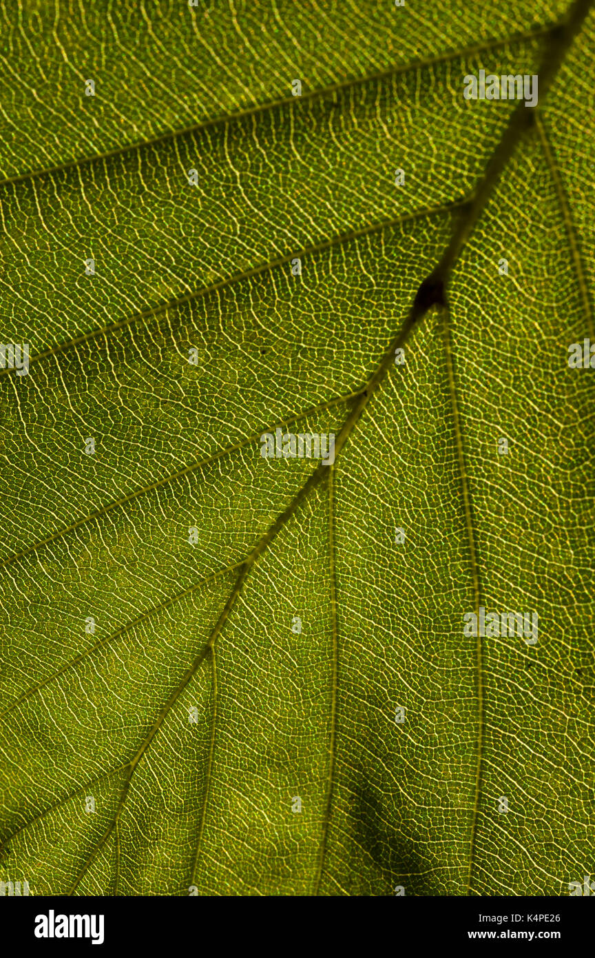 Back vein hi-res stock photography and images - Alamy