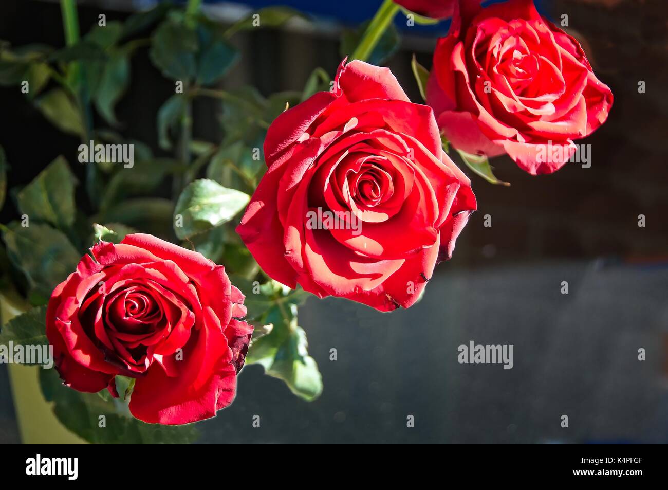 Long stem roses hi-res stock photography and images - Alamy