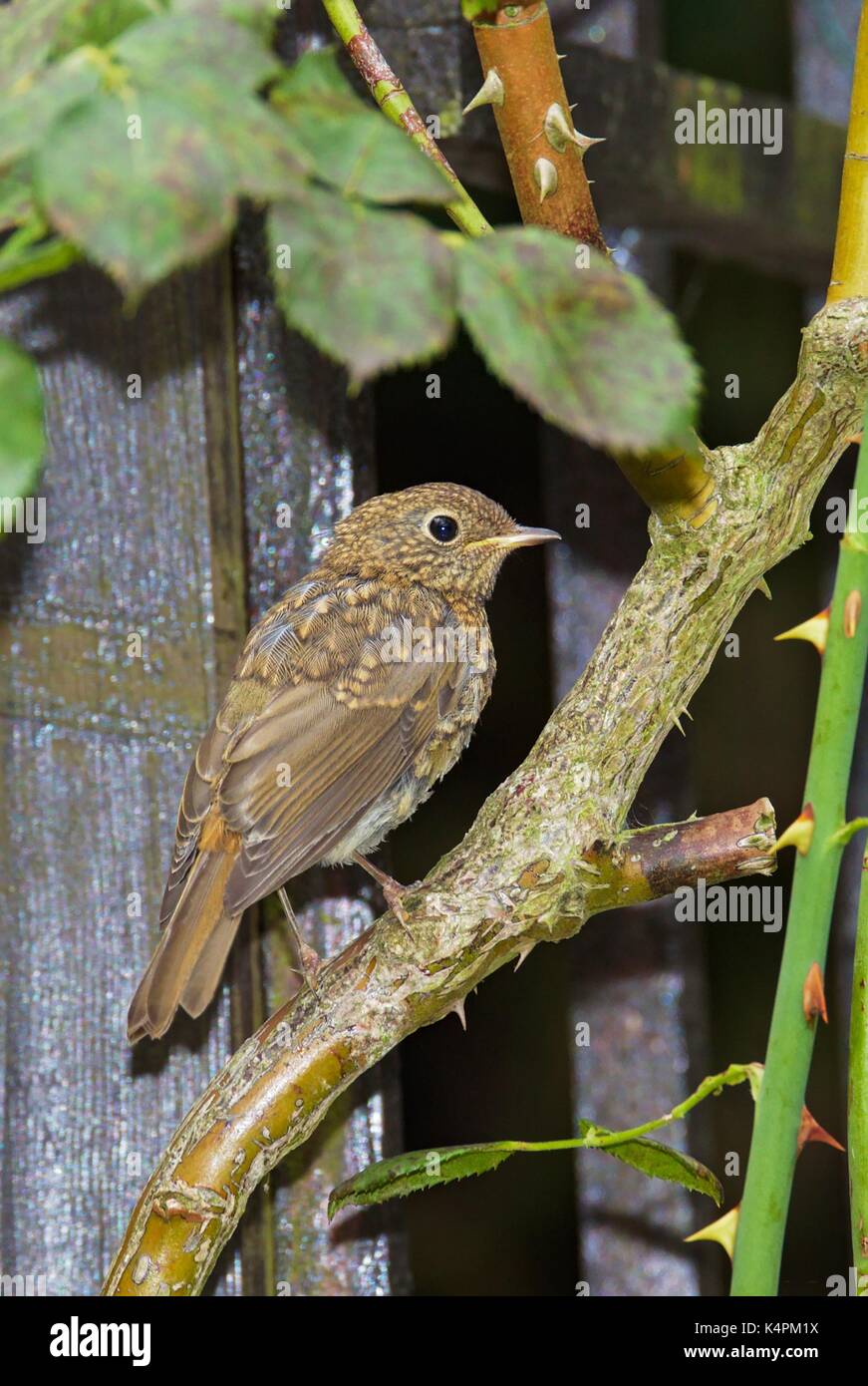 Rose Robin High Resolution Stock Photography and Images - Alamy