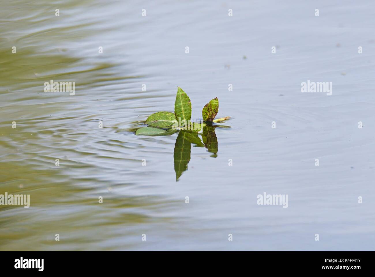 Two leaves sticking up hi-res stock photography and images - Alamy