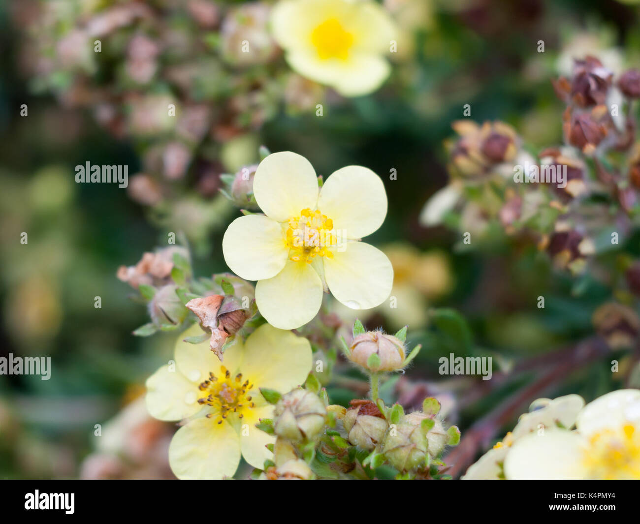beautiful primrose like flower wild outside garden up close; Essex ...