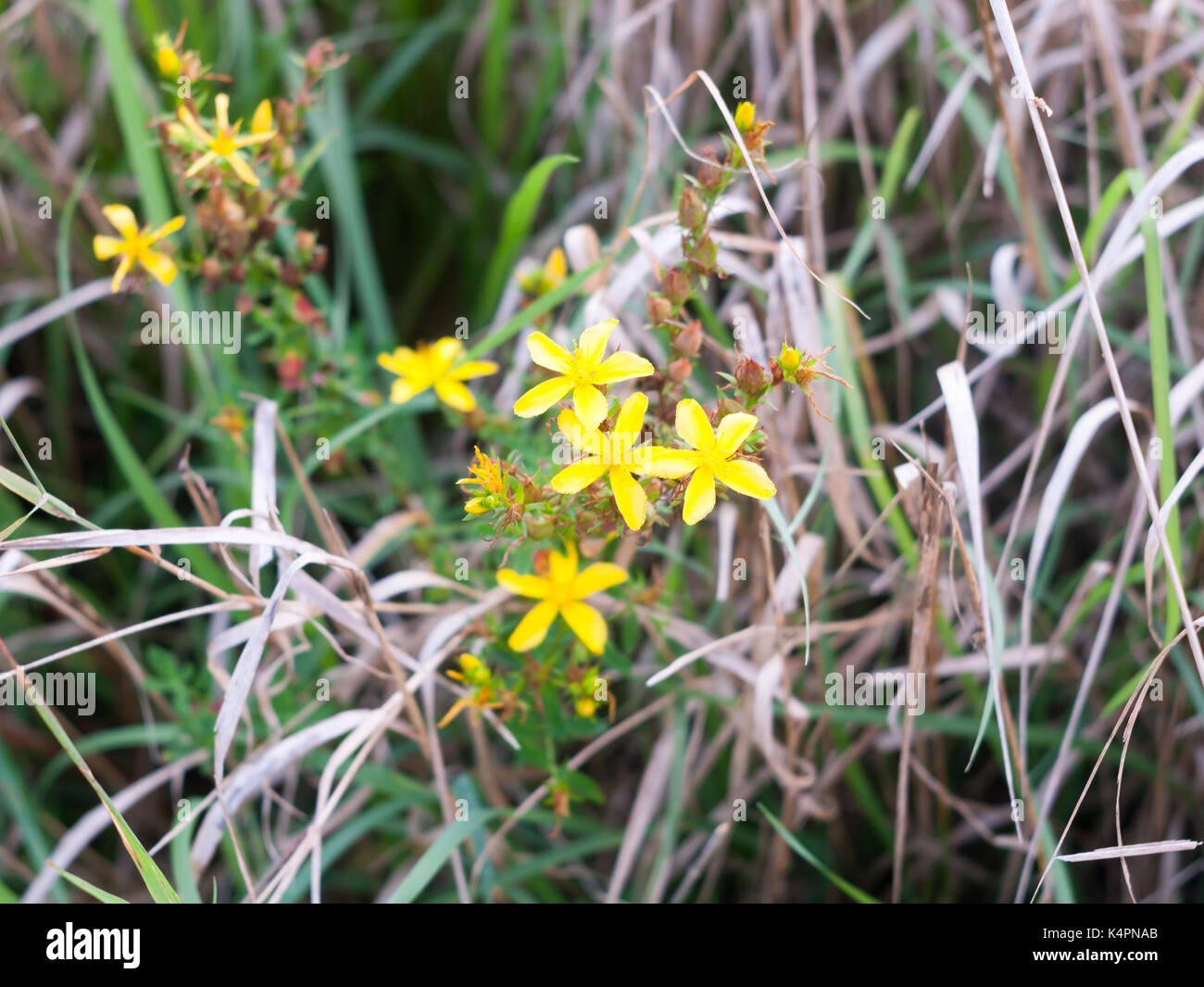 common yellow st john's wort flowers outside with grass; Essex; England ...