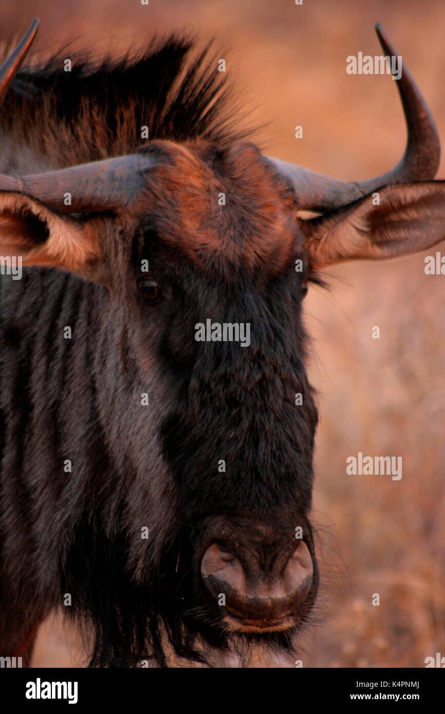 Closeup of a Blue Wildebeest face in Serowe, Botswana Stock Photo - Alamy