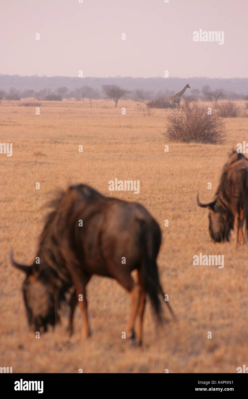 Blue wildebeest in the foreground and Giraffe in the distance on a game ...