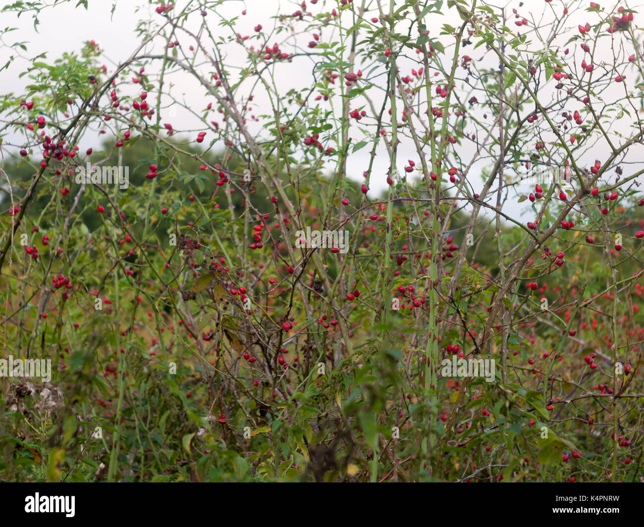 Briar vine hi-res stock photography and images - Alamy