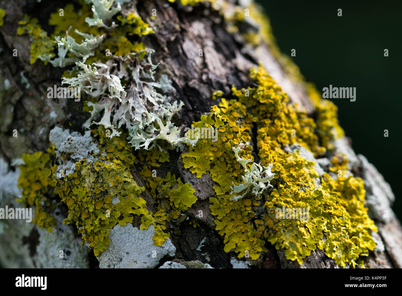 Algae on tree trunk hi-res stock photography and images - Alamy