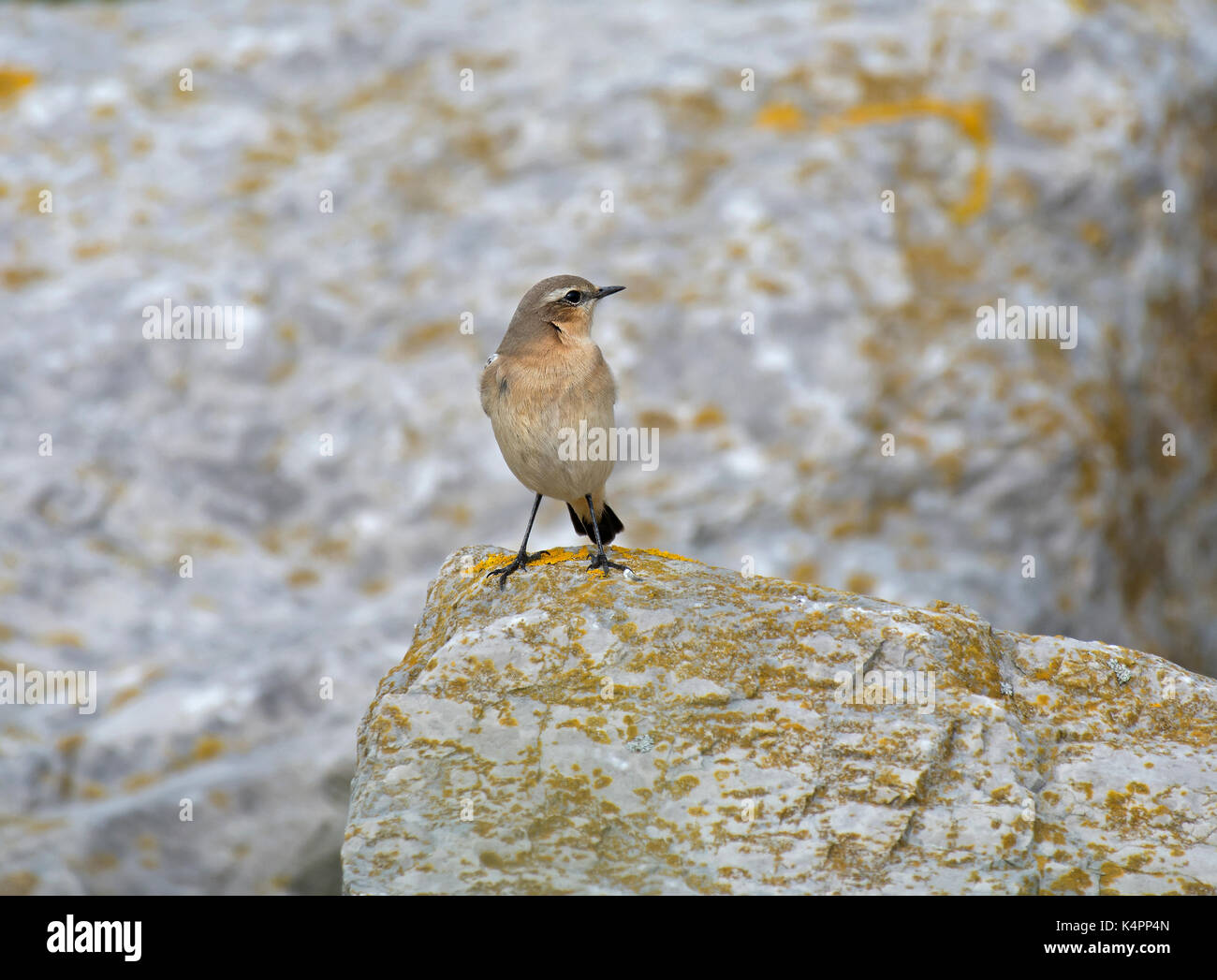 Female wheatear hi-res stock photography and images - Alamy