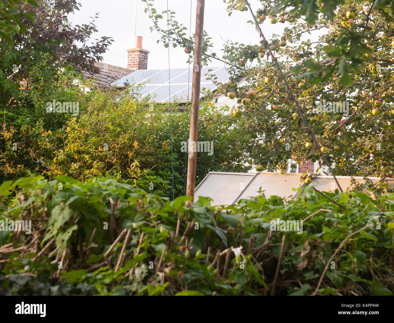 back garden scene outside in sunset light greenery foliage hedge; Essex ...